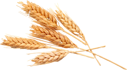 HEALTH & NUTRITION – Postum Beverage